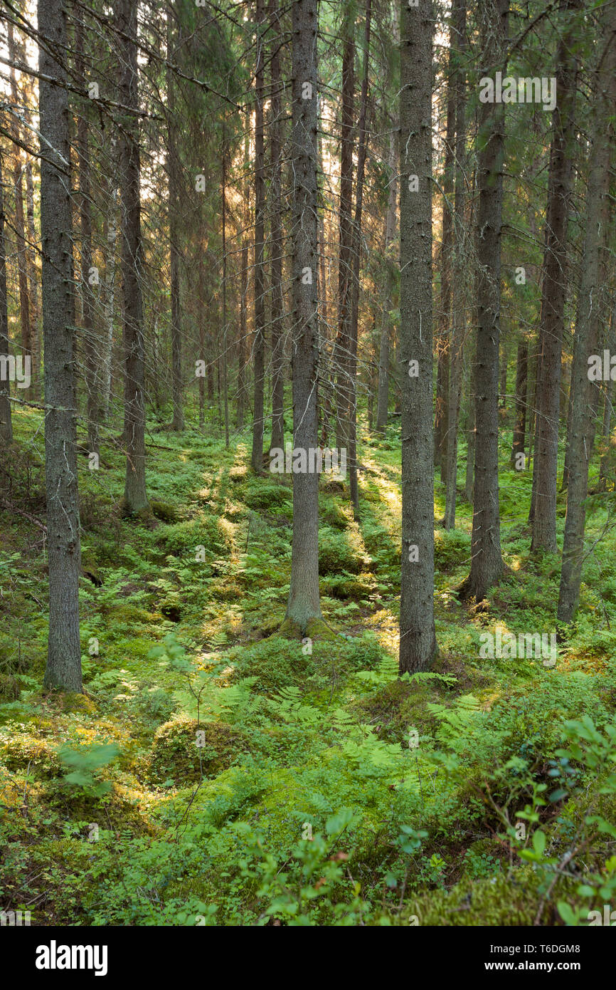 Spruce trees in the forest nature background Stock Photo - Alamy