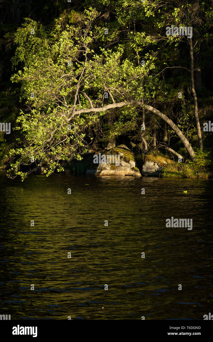 Tree bend over water in forest lake Stock Photo - Alamy