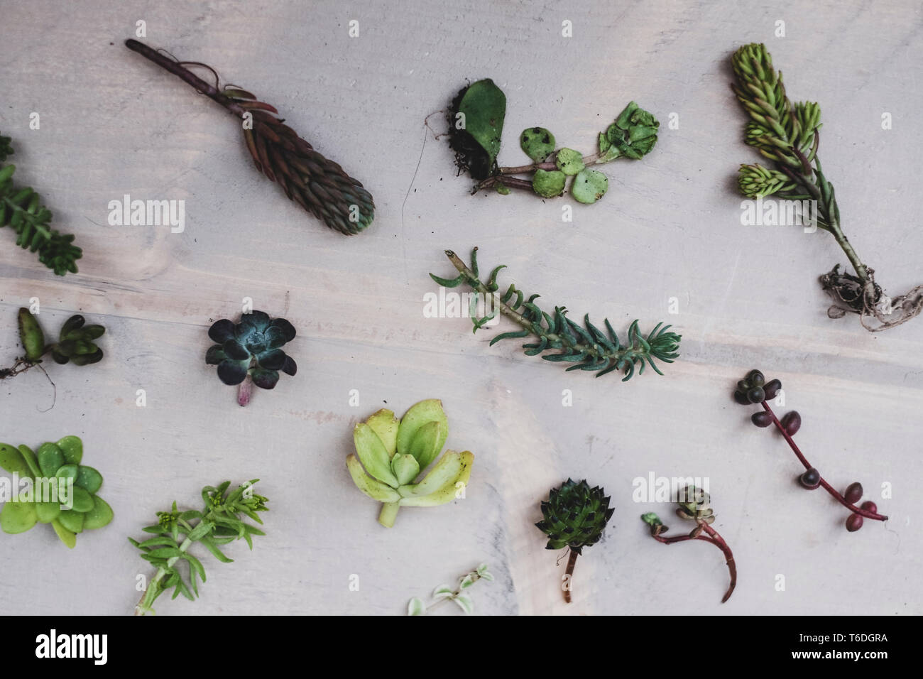 Real succulents hi-res stock photography and images - Alamy