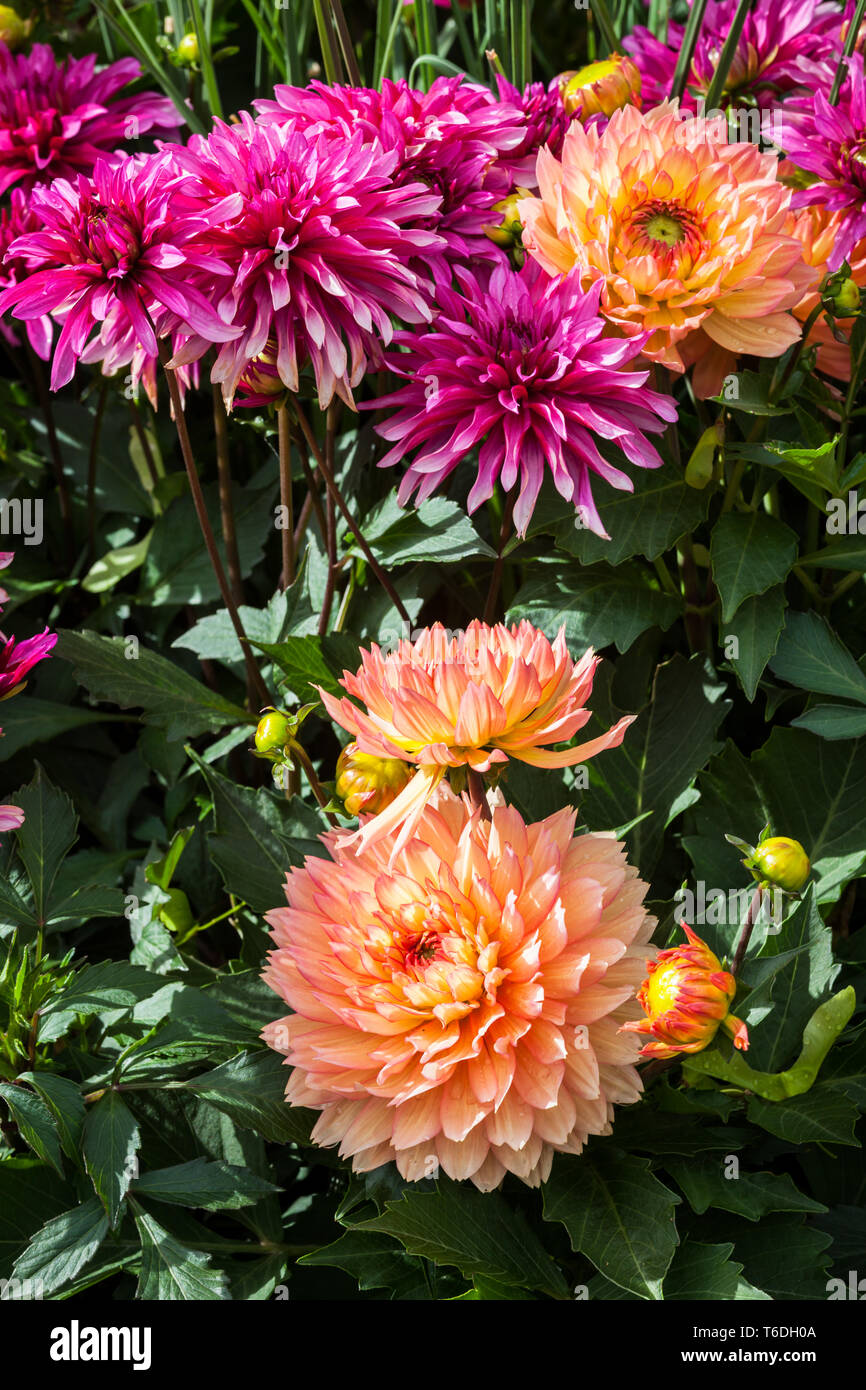 Big beautiful flower Stock Photo - Alamy