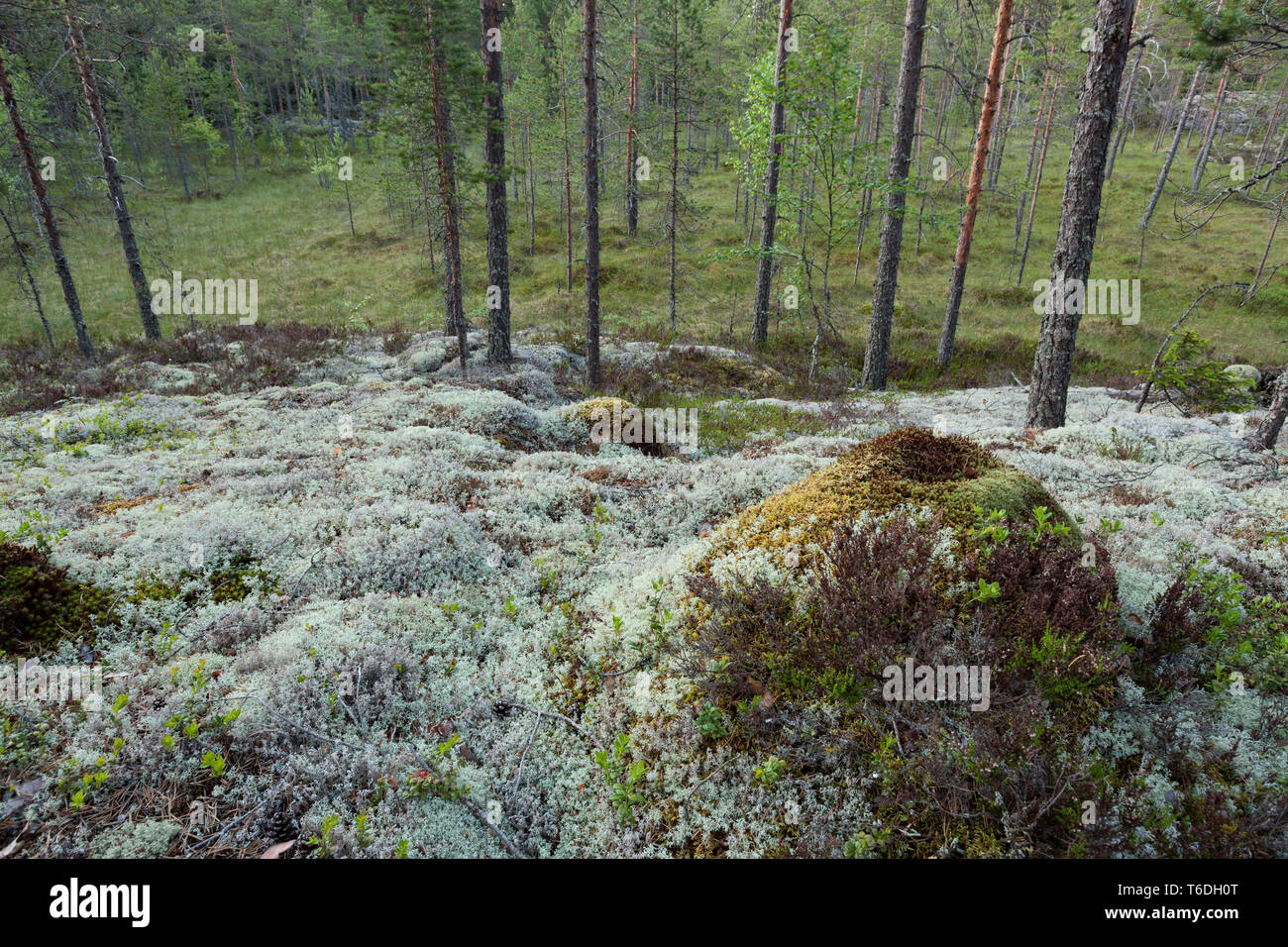 Lichen in forest landscape Stock Photo - Alamy