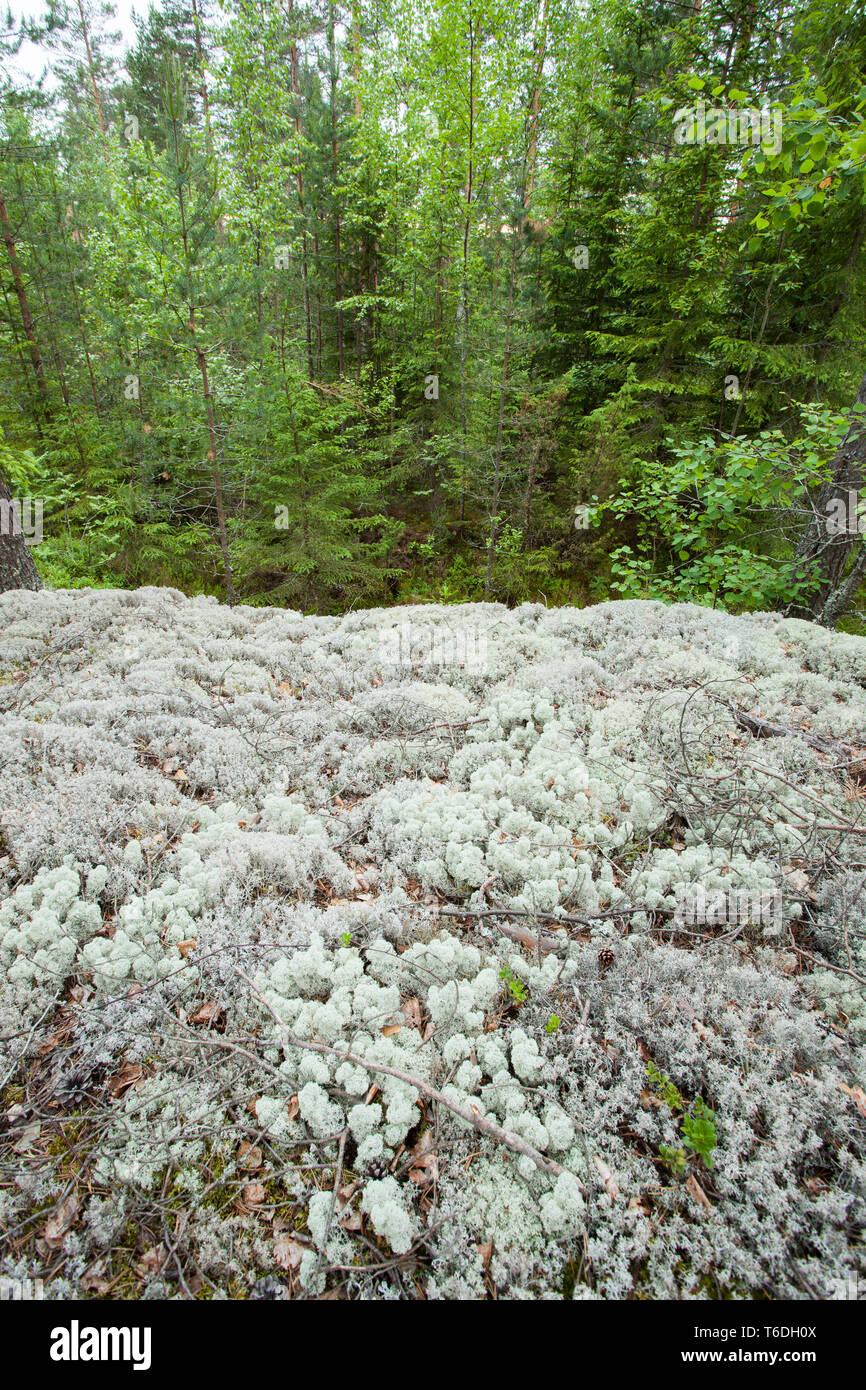 Lichen in forest landscape Stock Photo - Alamy