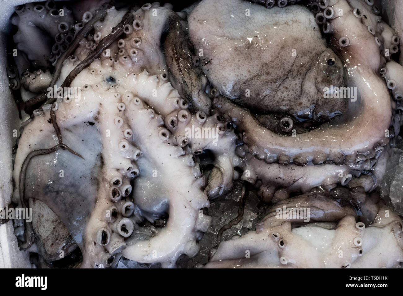 World octopus day hi-res stock photography and images - Alamy