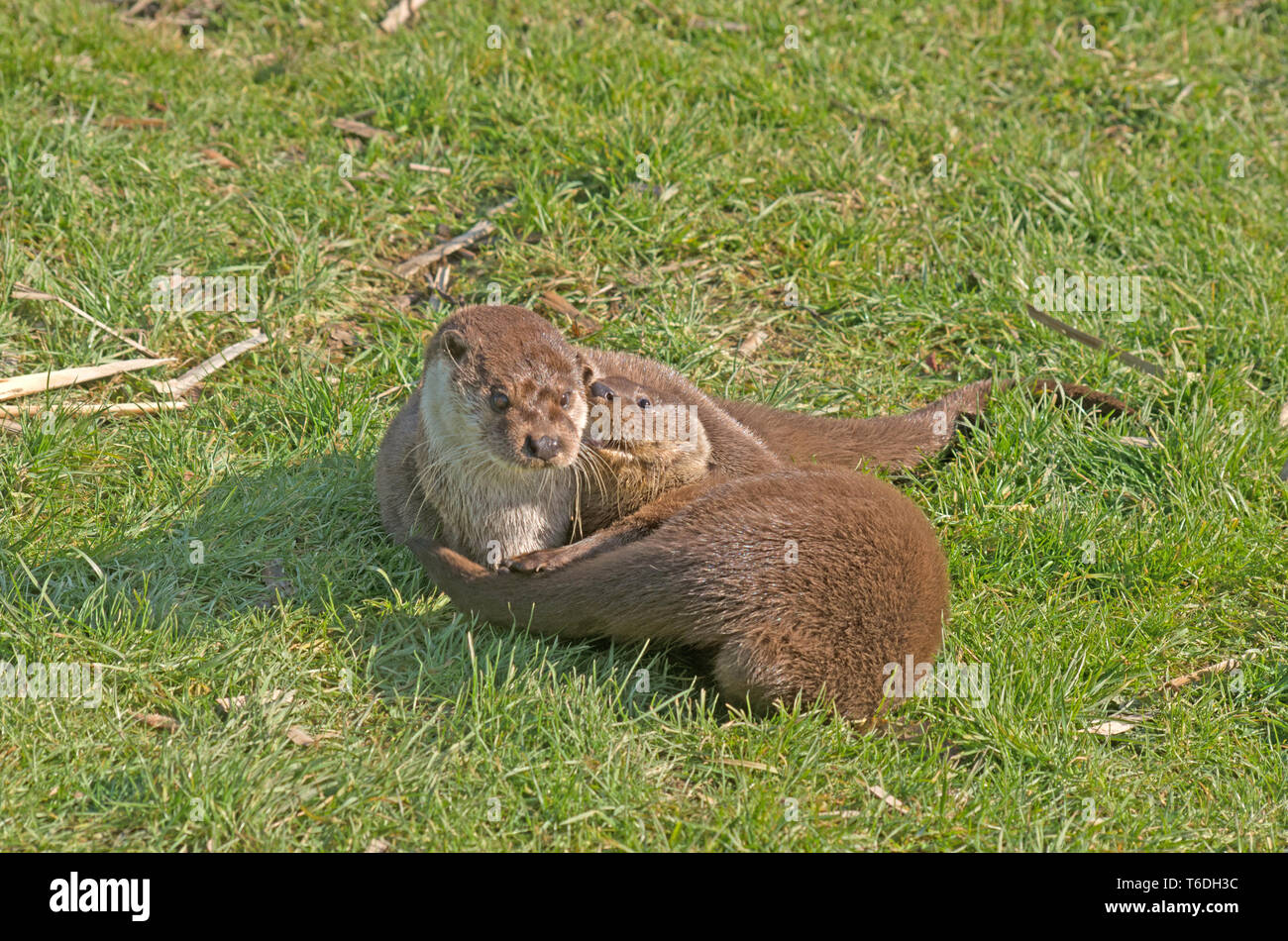 European otter cub hi-res stock photography and images - Alamy