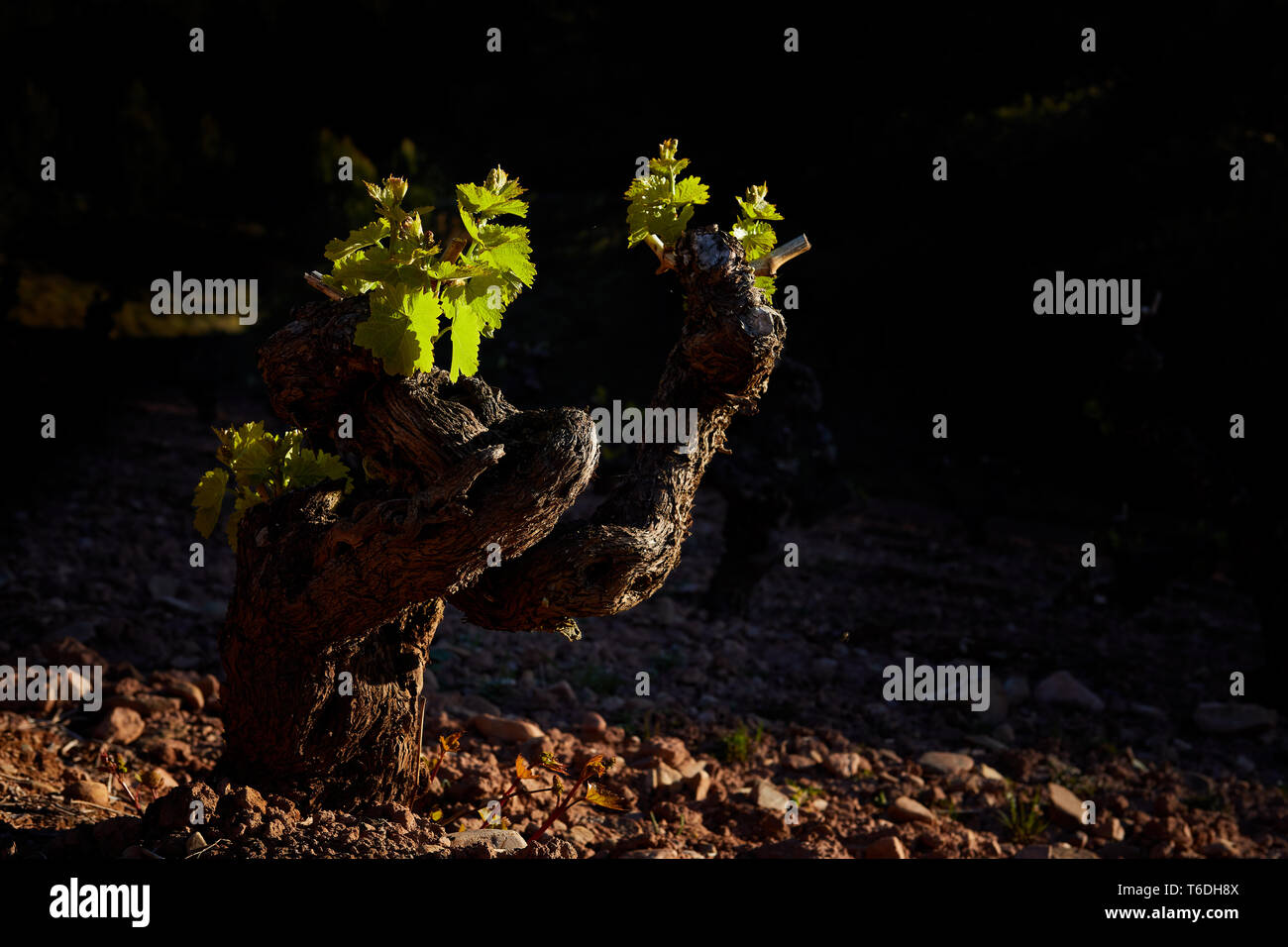 30/4/19 Young leaves shooting in tempranillo vineyards near Azofra (La ...