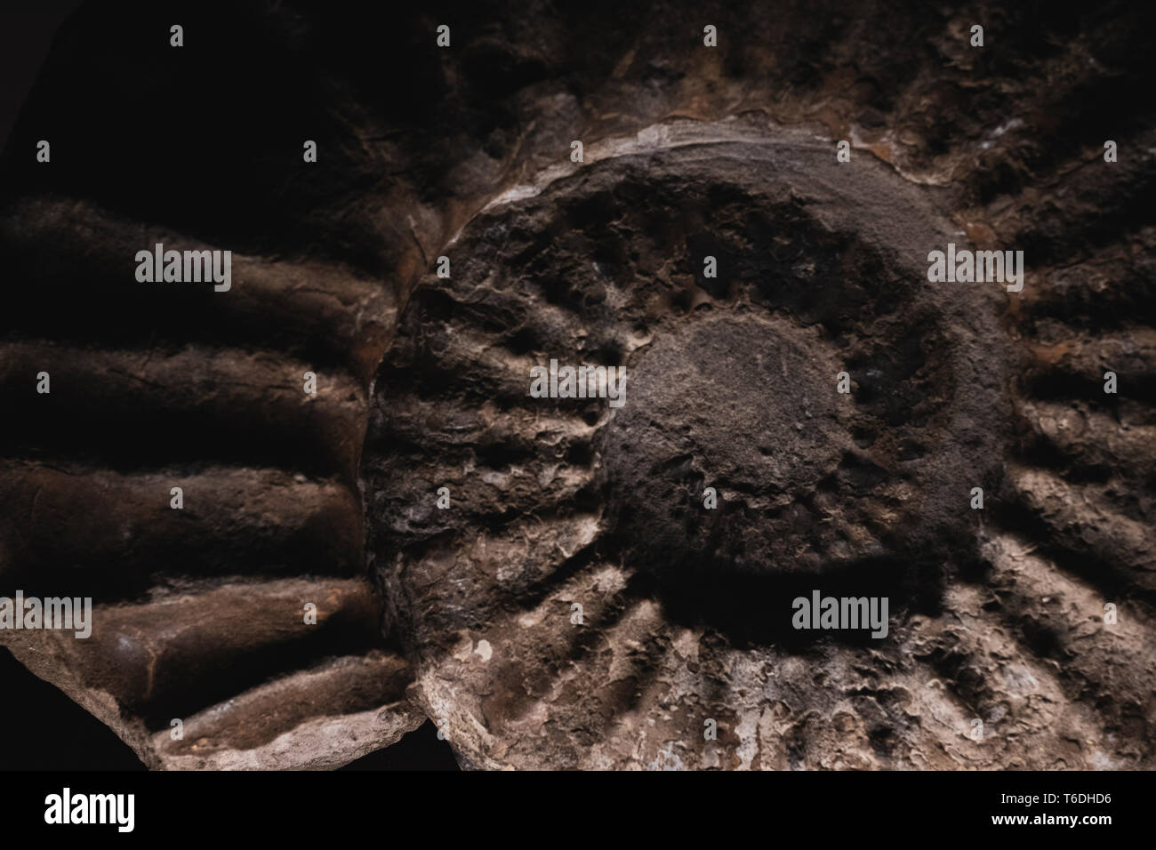Fossil nautilus italy hi-res stock photography and images - Alamy