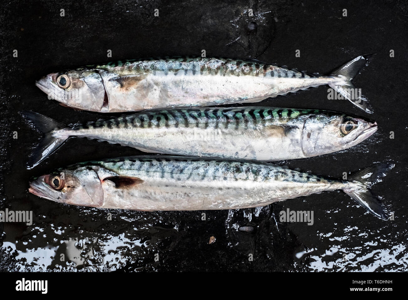High angle close up of three fresh mackerel fish Stock Photo - Alamy