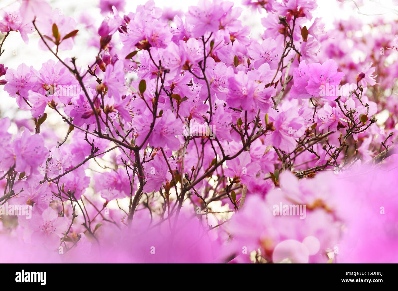 Pink flower azalea rhododendron. Group bright cerise flowers as ...