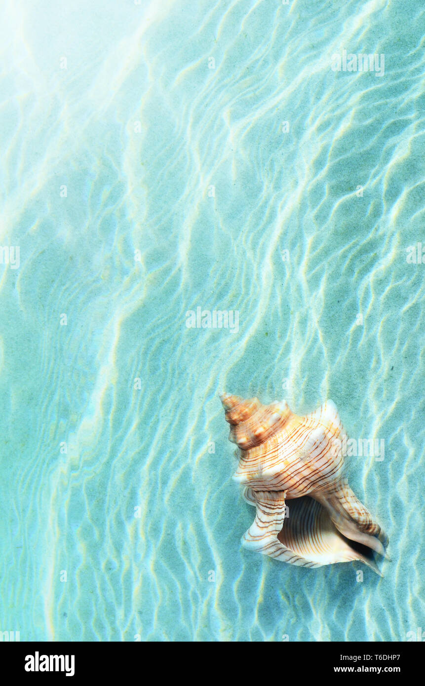 Seashell on the summer beach in sea water. Summer background. Summer ...