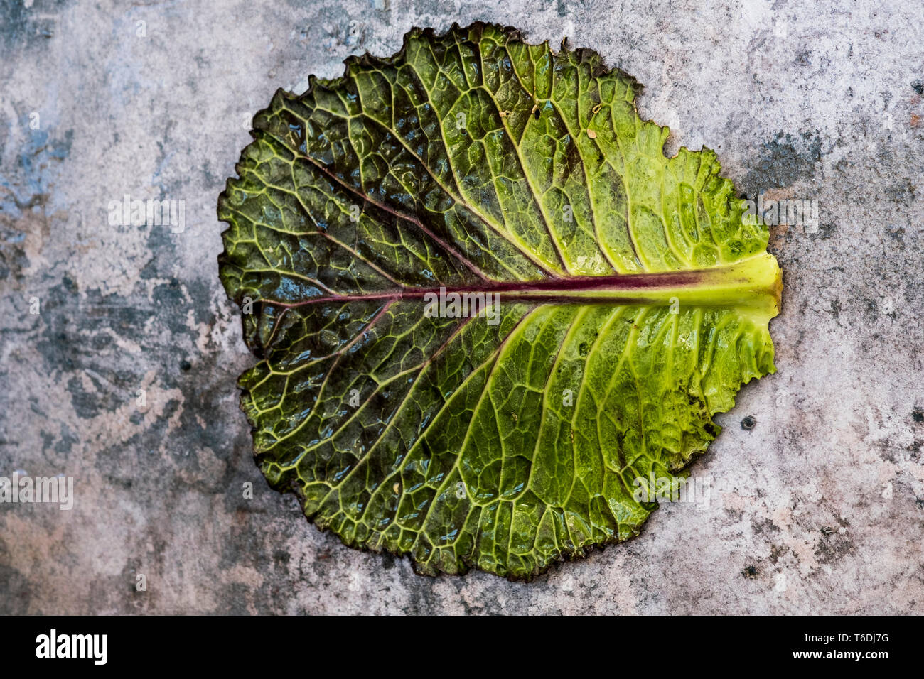 Still life, a single fresh cabbage leaf with red and green colour on a ...