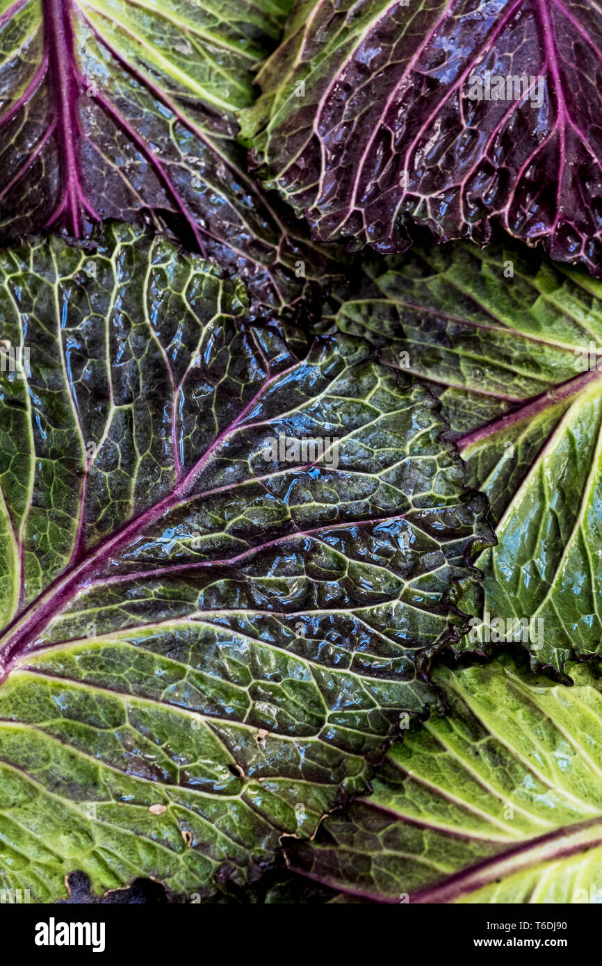 Still life, fresh green and red cabbage leaves Stock Photo - Alamy