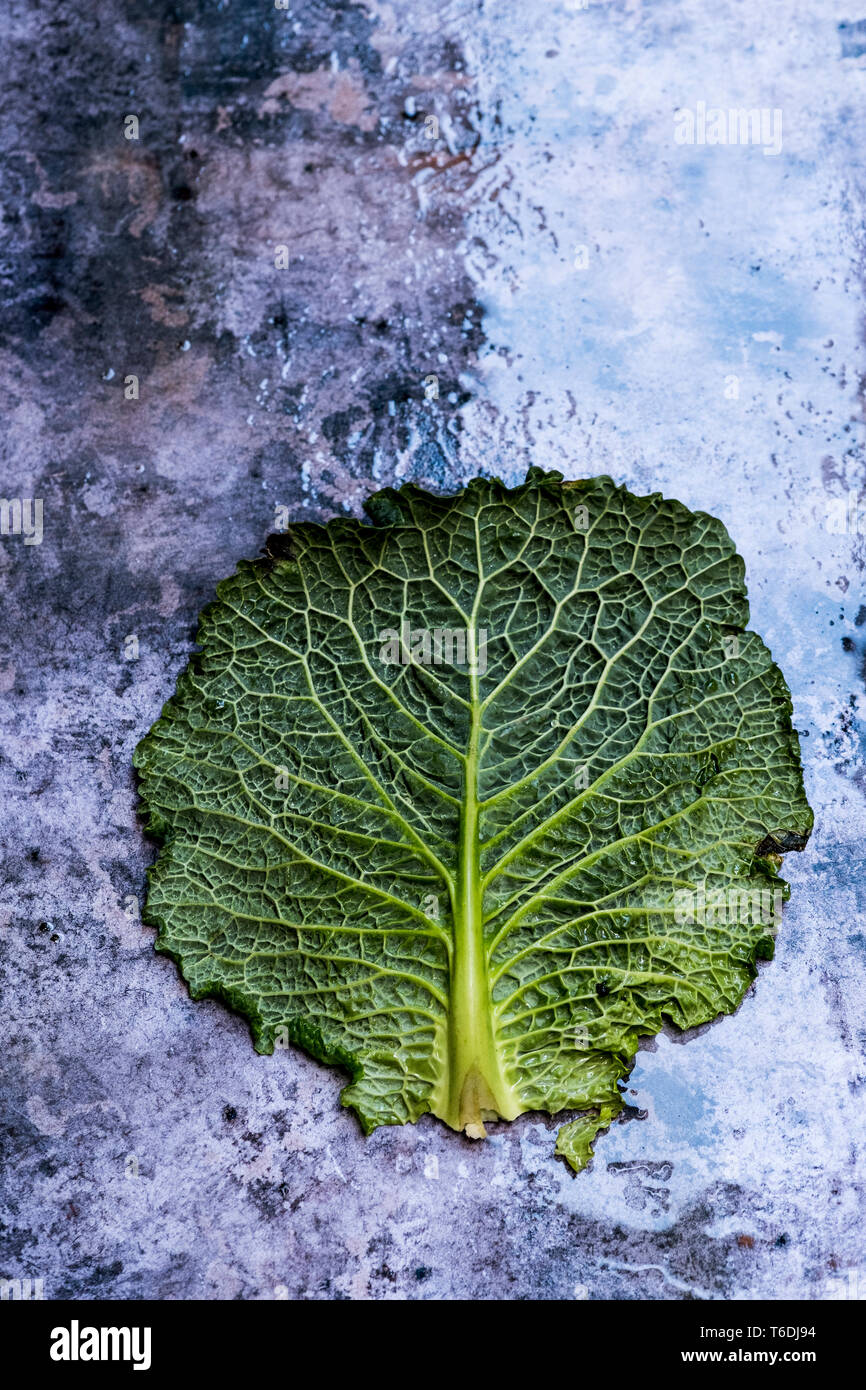 Still life, a single cabbage leaf with patterned stem and crinkled ...