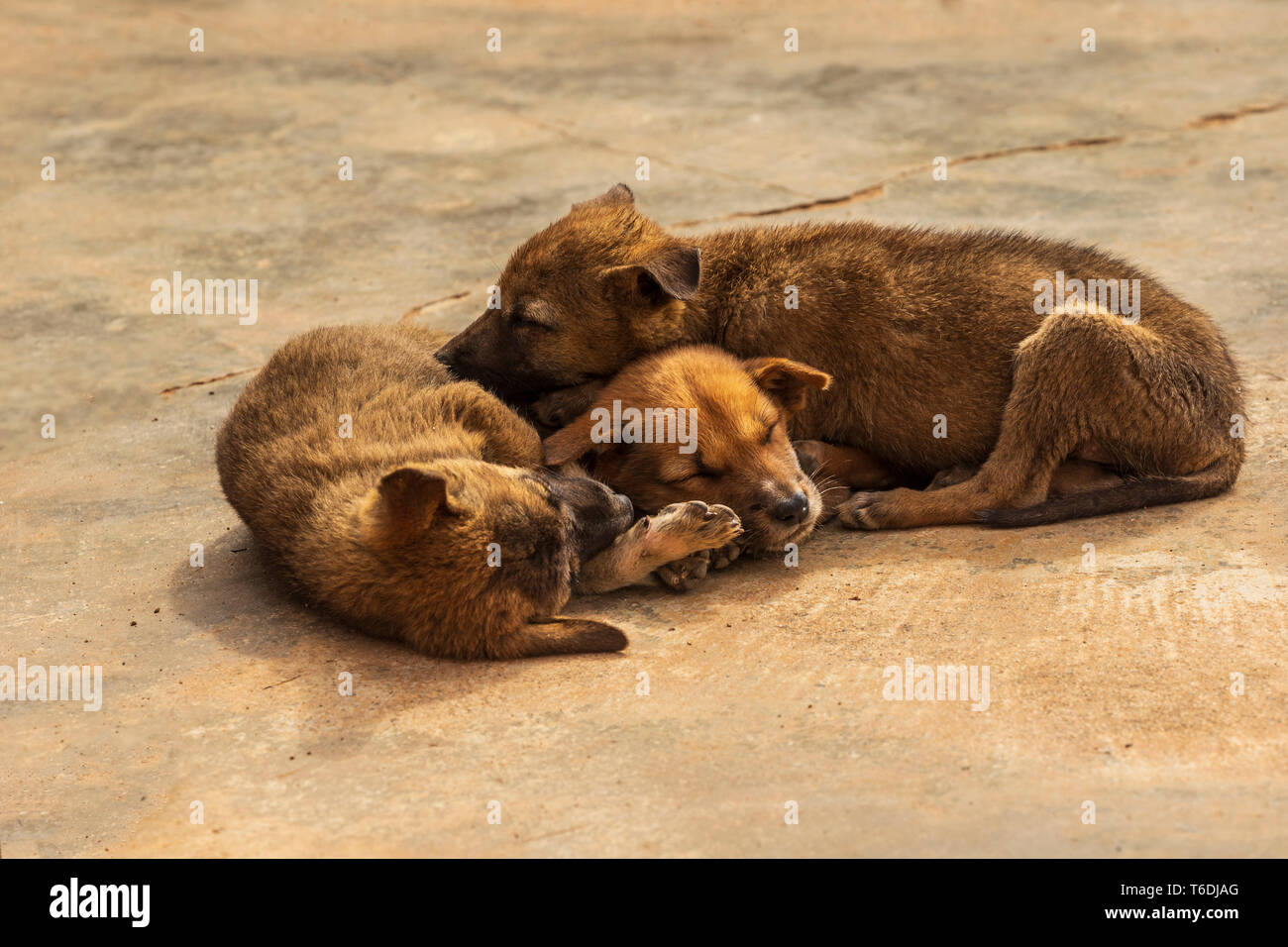 Stray dogs rest hi-res stock photography and images - Alamy