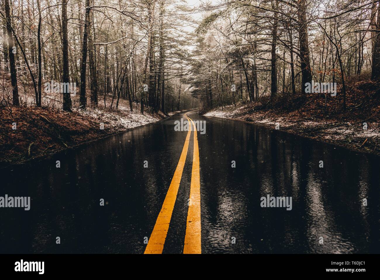 A wet road in the forest Stock Photo - Alamy