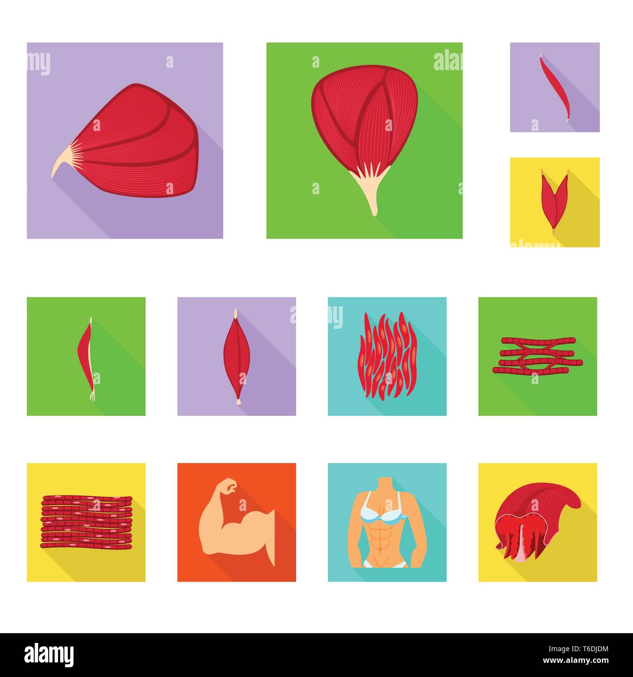 Vector illustration of muscle and cells icon. Collection of muscle and ...