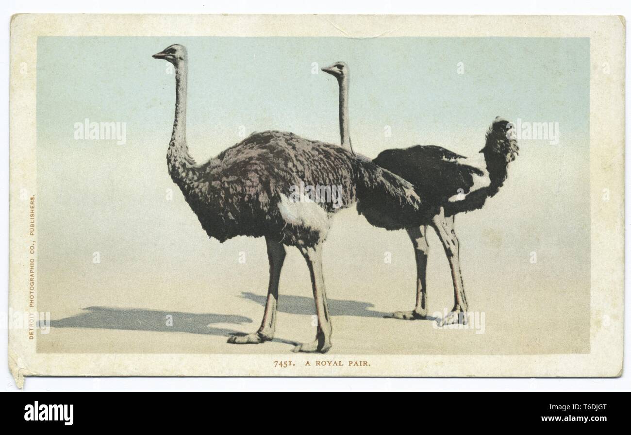 Ostrich reproduction hi-res stock photography and images - Alamy