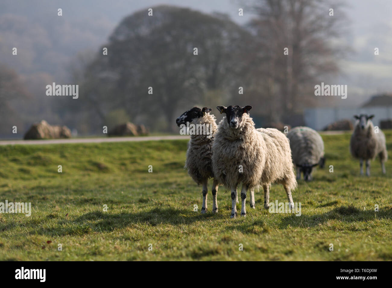 Flock of sheep on Cromford Meadows, Derbyshire, Peak District UK Stock ...