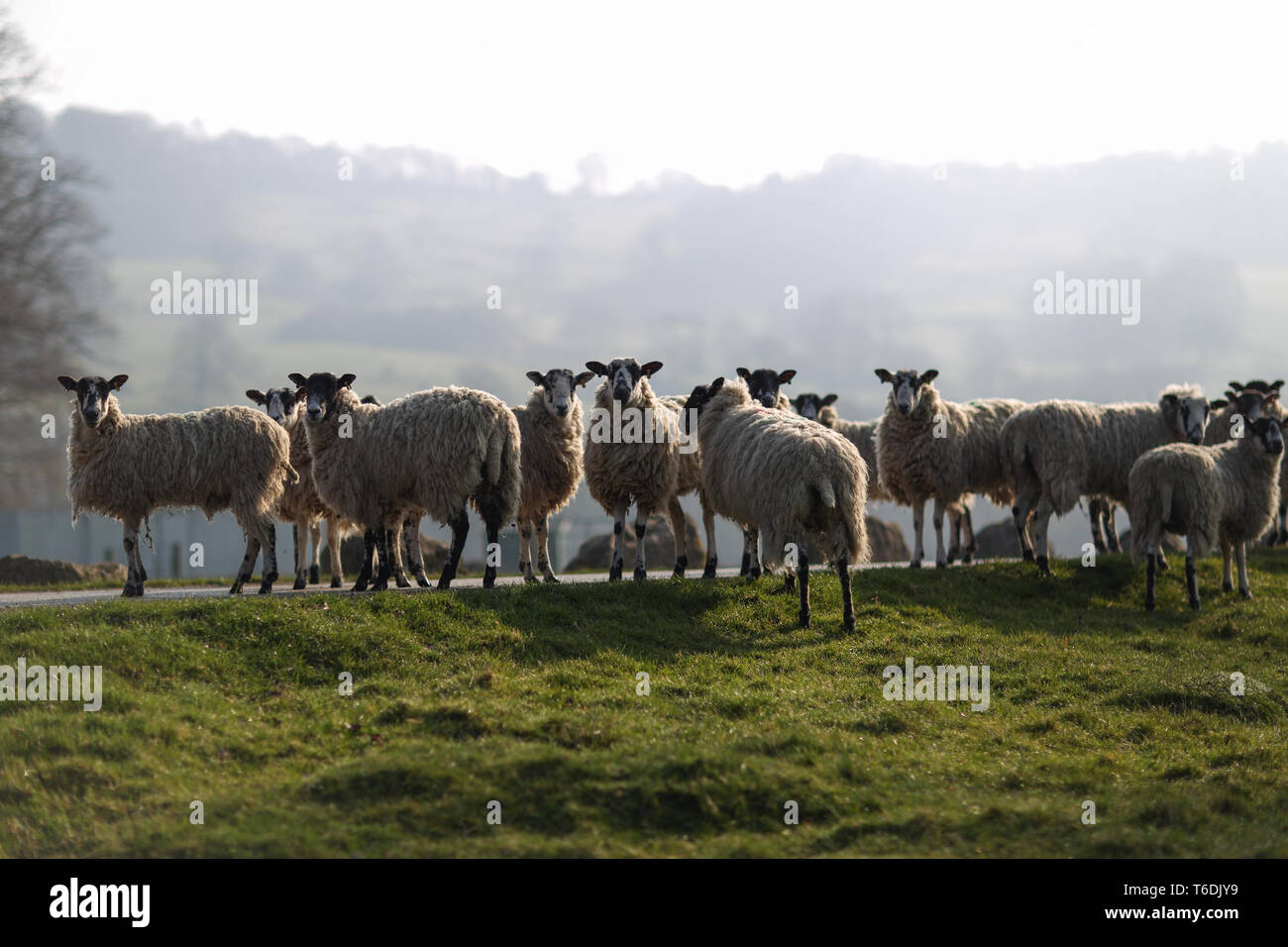 Cromford flock of sheep hi-res stock photography and images - Alamy