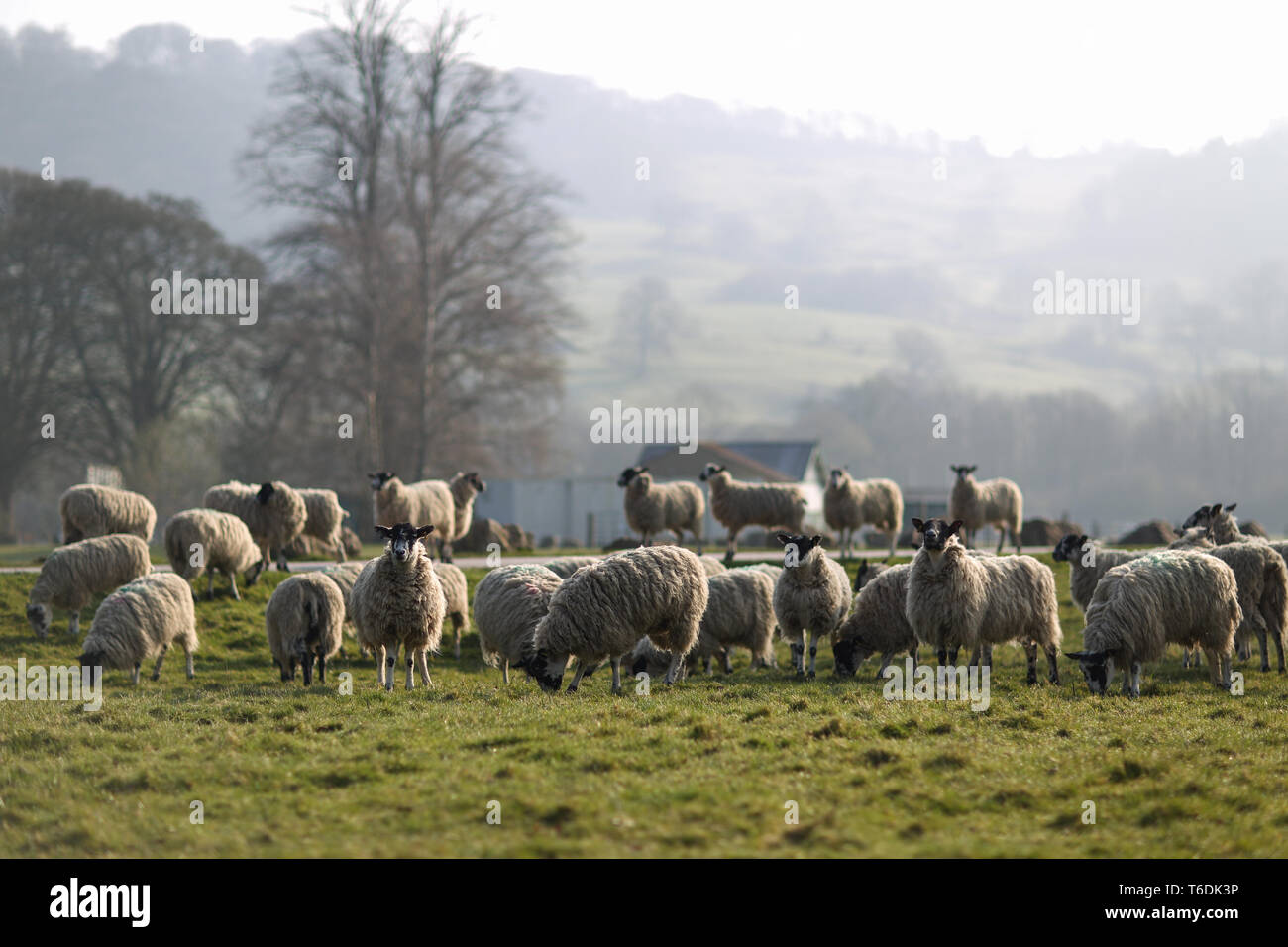 Cromford flock of sheep hi-res stock photography and images - Alamy