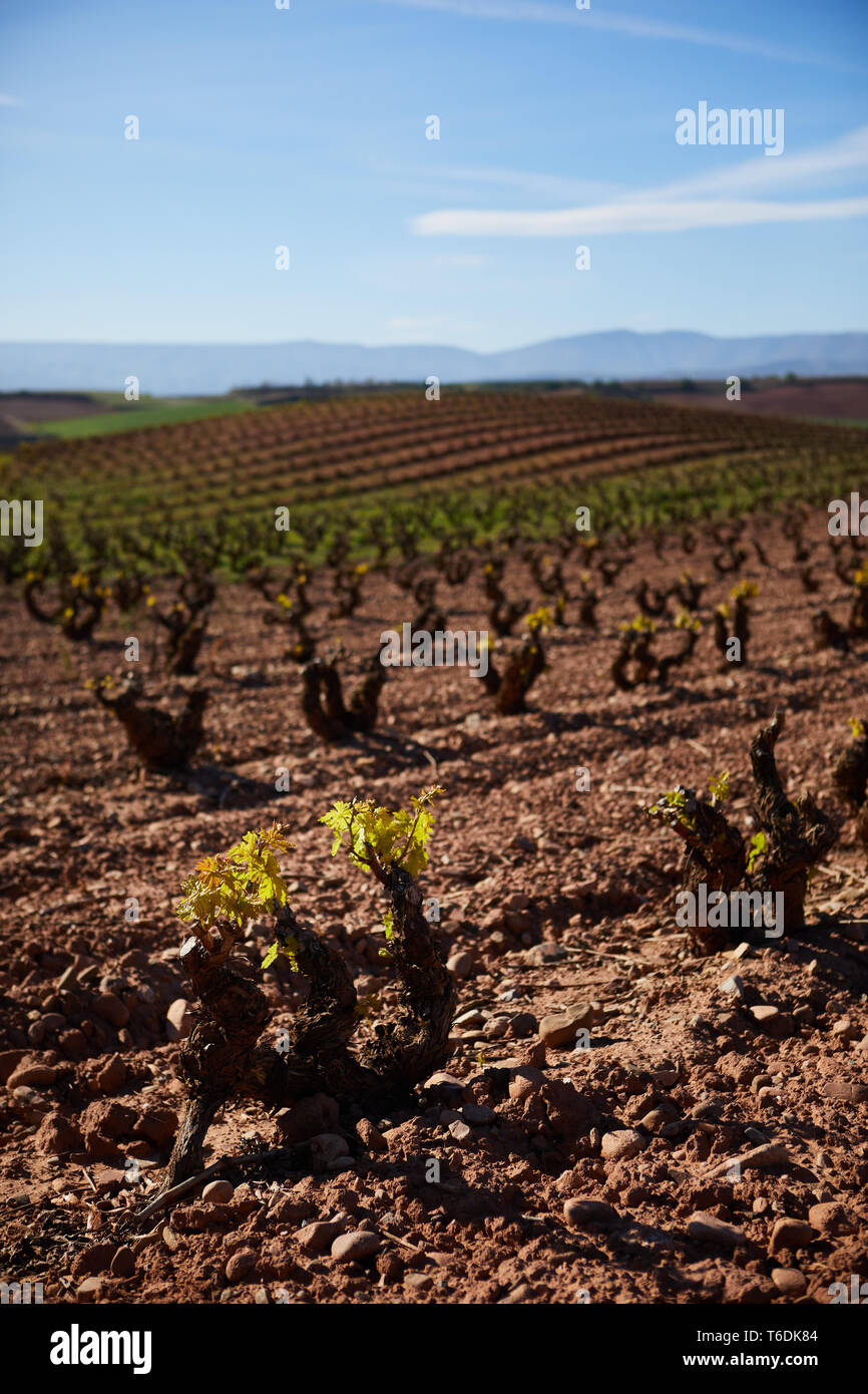 30/4/19 Young leaves shooting in tempranillo vineyards near Azofra (La ...