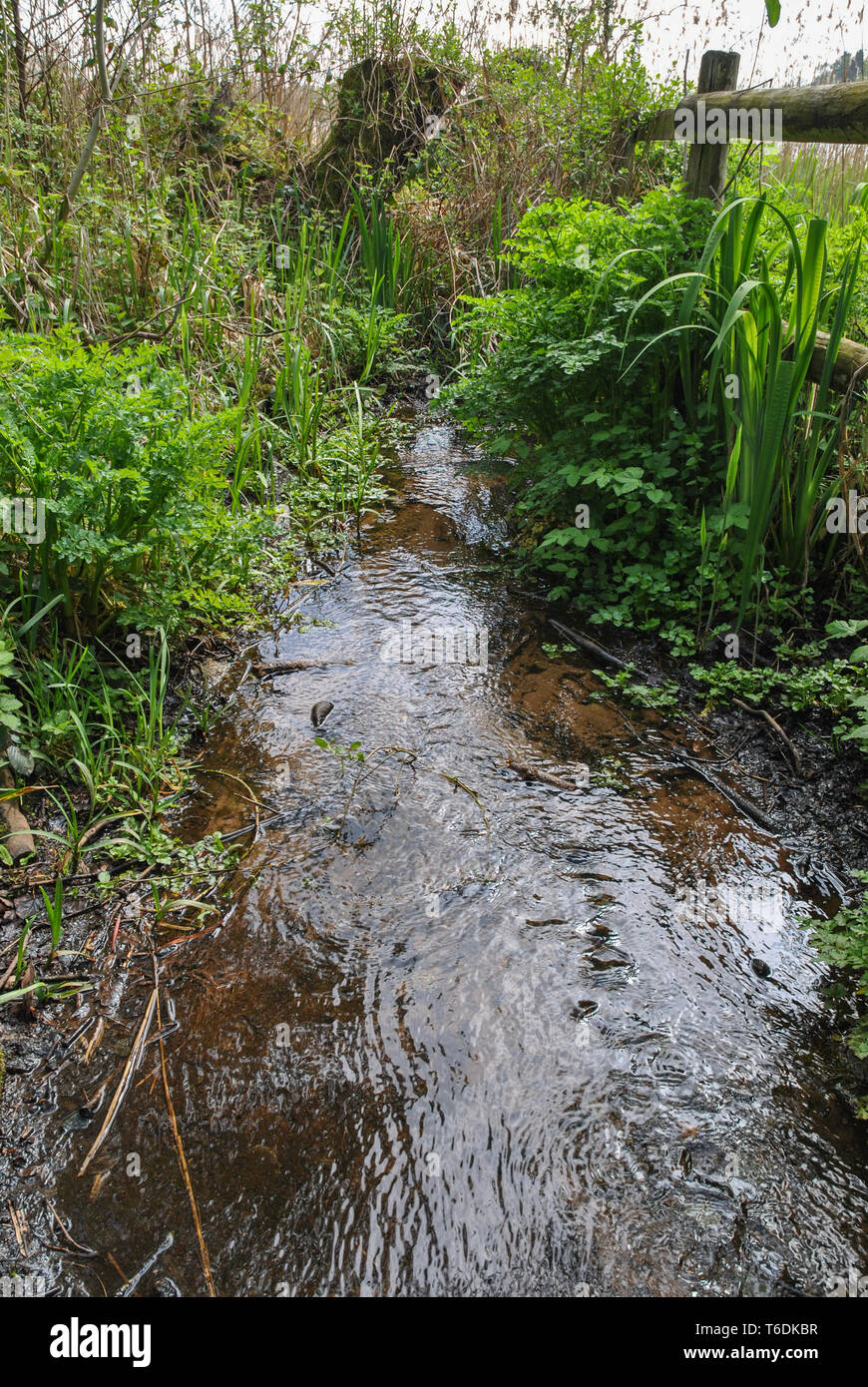 Stream with a little water hi-res stock photography and images - Alamy