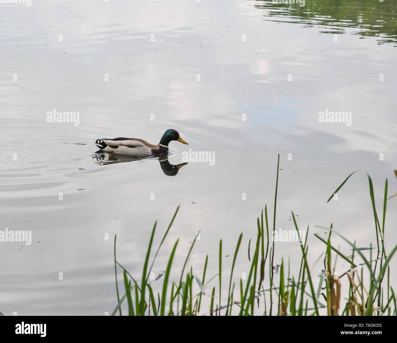 Duck and reeds hi-res stock photography and images - Alamy