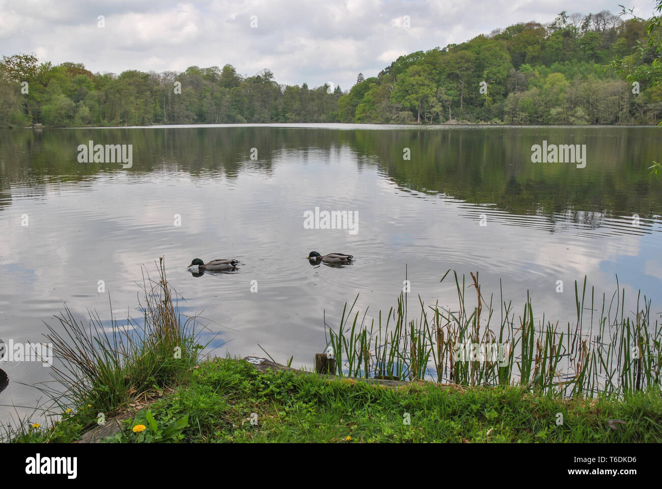 Ducks by a lake hi-res stock photography and images - Alamy