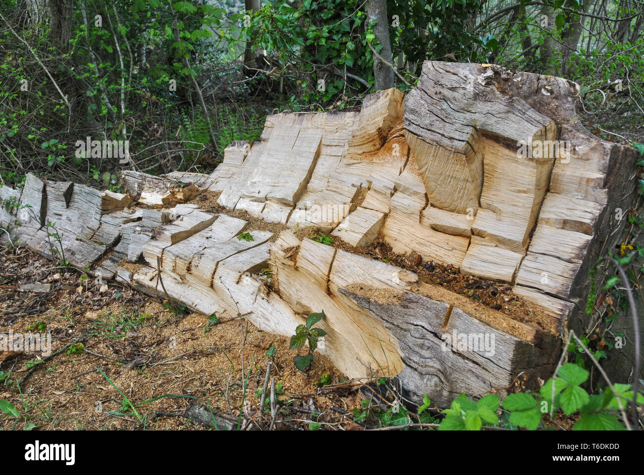 An old tree log that has had sections chopped out Stock Photo - Alamy
