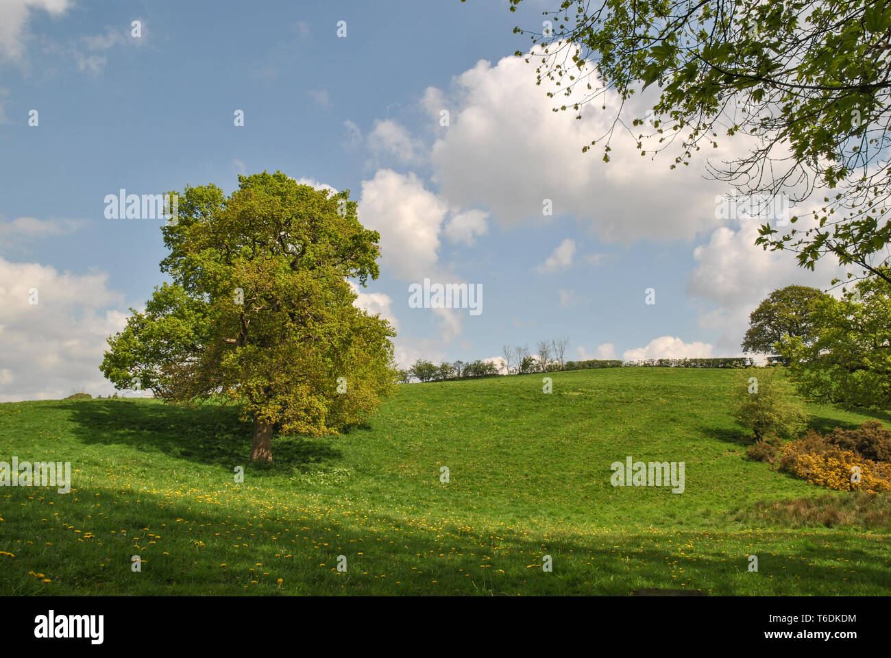 English oak tree in hi-res stock photography and images - Alamy