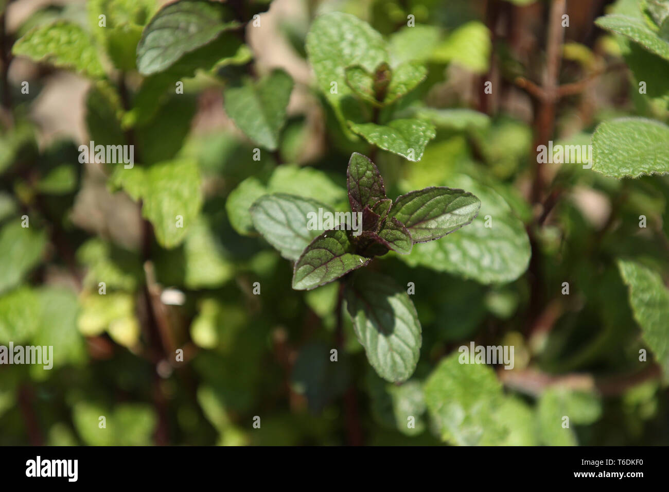 Mints leaves hi-res stock photography and images - Alamy