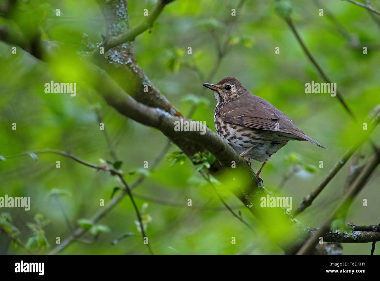 Song thrush garden spring hi-res stock photography and images - Alamy