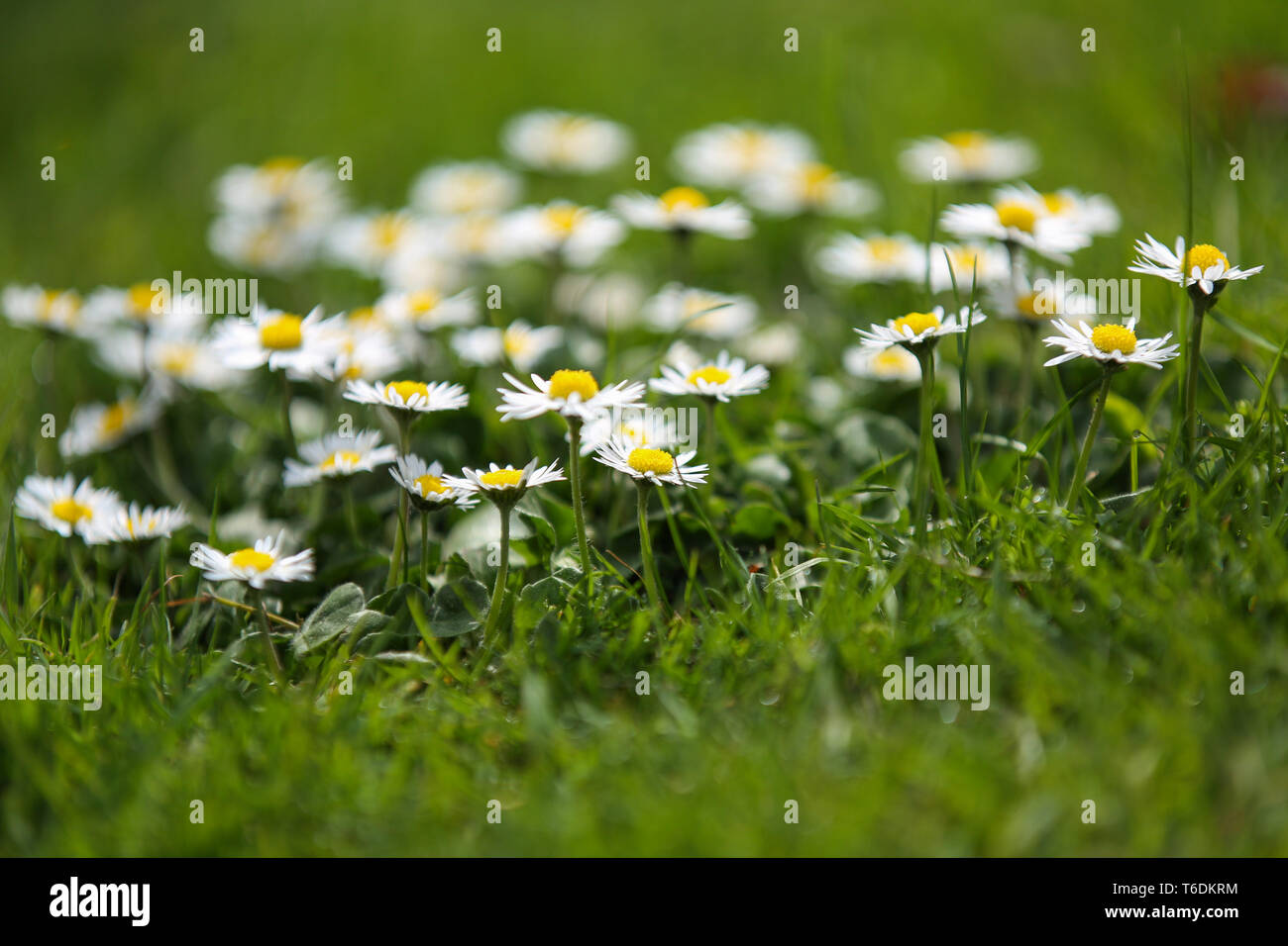 Lawn daisies hi-res stock photography and images - Alamy