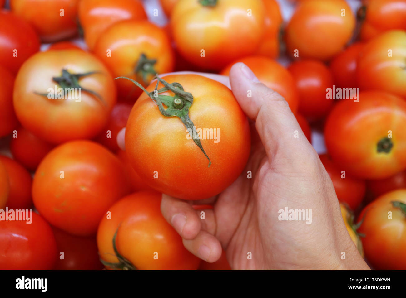 Man's Hand picking a fresh ripe tomato from its pile Stock Photo - Alamy