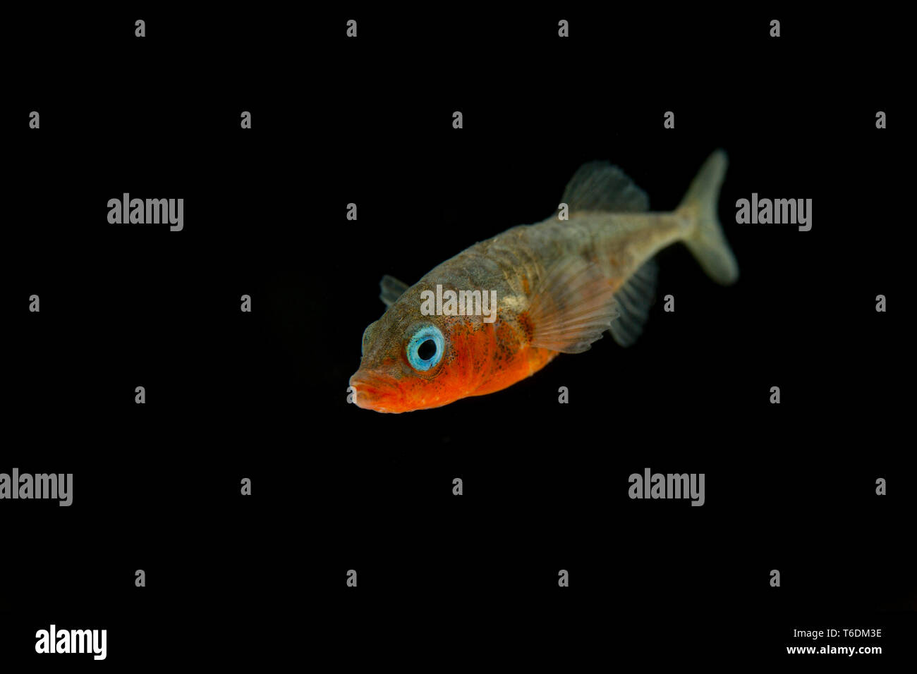 Fish fry black background hi-res stock photography and images - Alamy