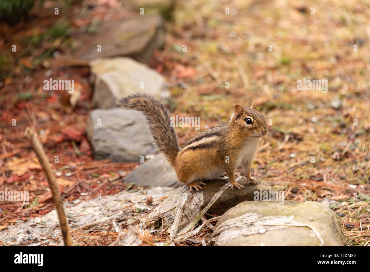 Quebec animals hi-res stock photography and images - Alamy