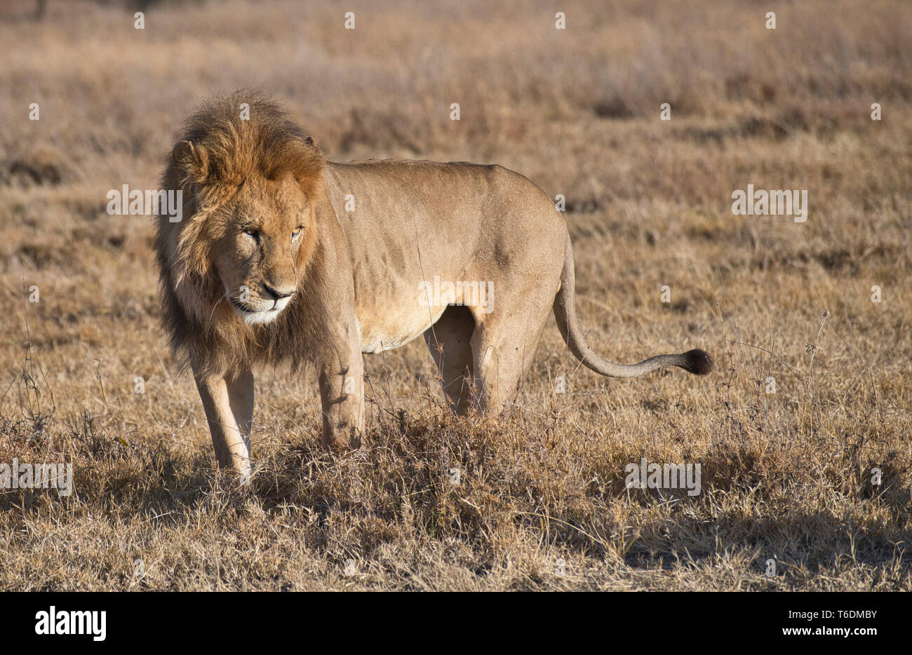 African early morning light hi-res stock photography and images - Alamy