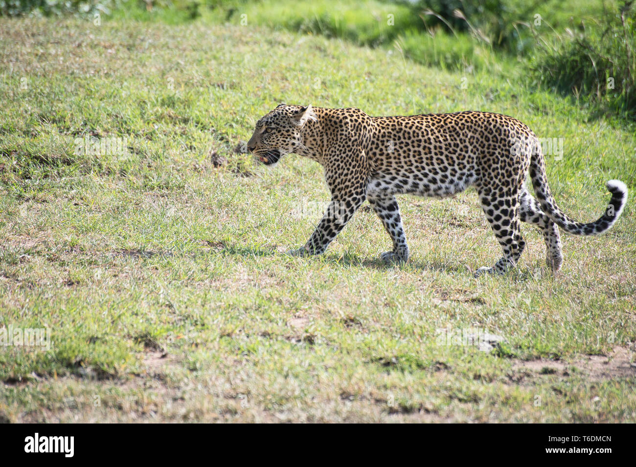 Female leopard hi-res stock photography and images - Alamy