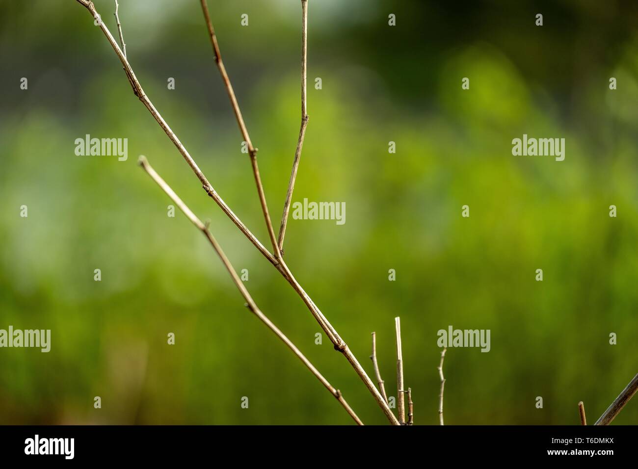 Thin plant branches with natural backgrounds Stock Photo - Alamy