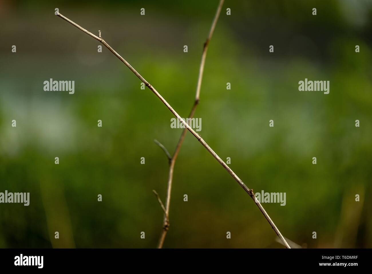 Thin plant branches with natural backgrounds Stock Photo - Alamy