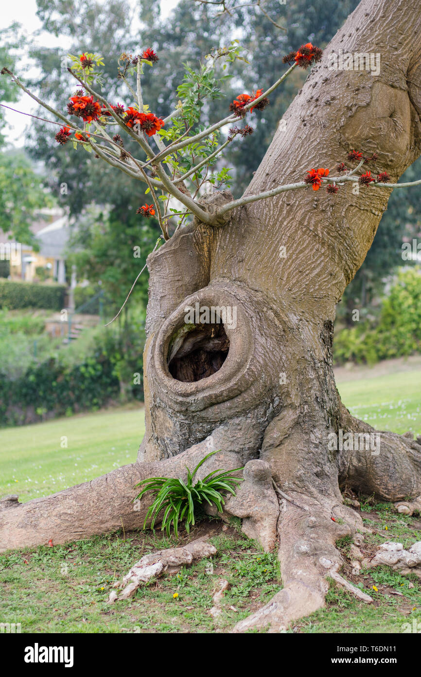 Large tree hole hi-res stock photography and images - Alamy