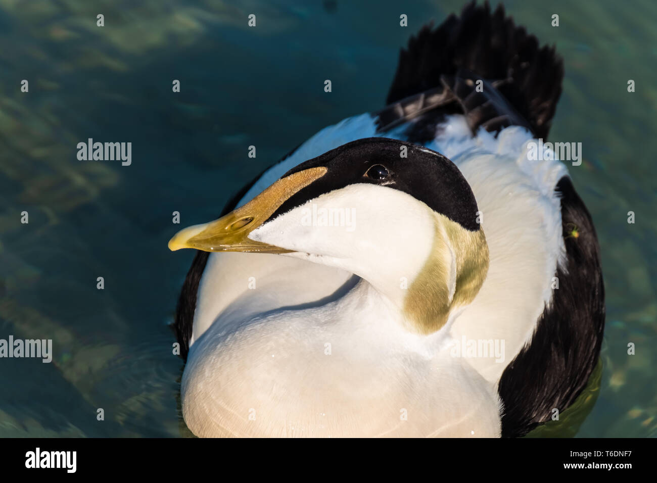 Closeup of a breeding male eider duck on the shores of the upper Zurich ...