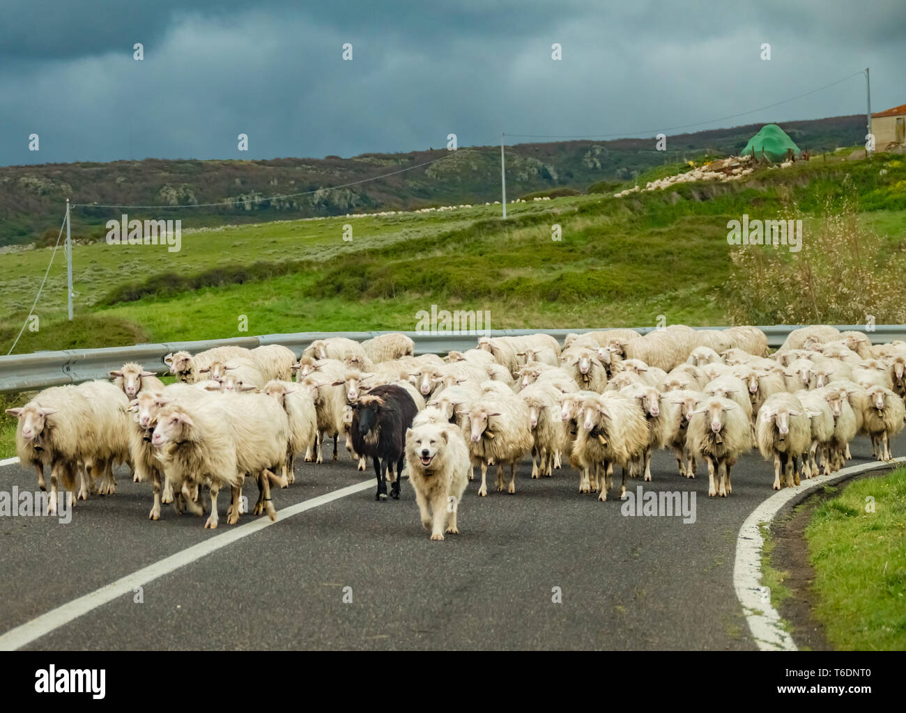 What Color Are Sardinian Shepherd Dog Dogs