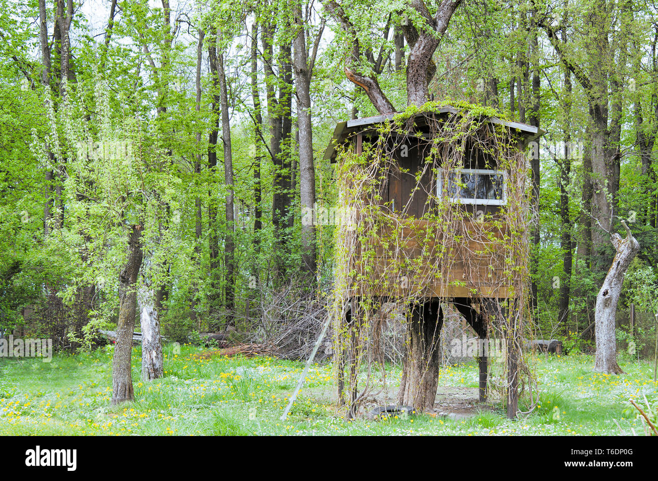 Wooden house on the tree hi-res stock photography and images - Alamy
