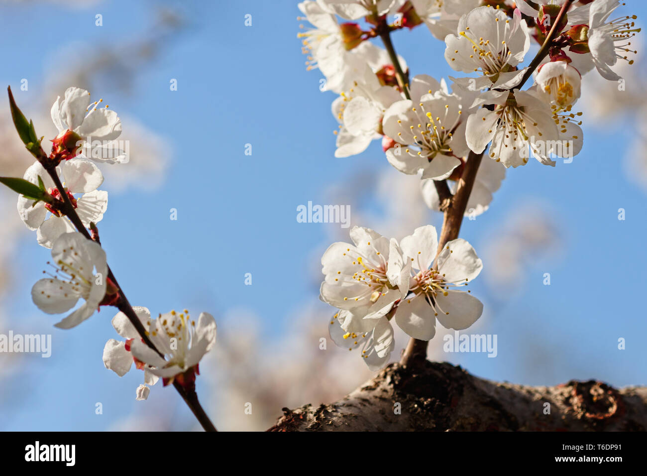 Japanese apricot flowers. Prunus mume tree in full bloom. Sunlit ...