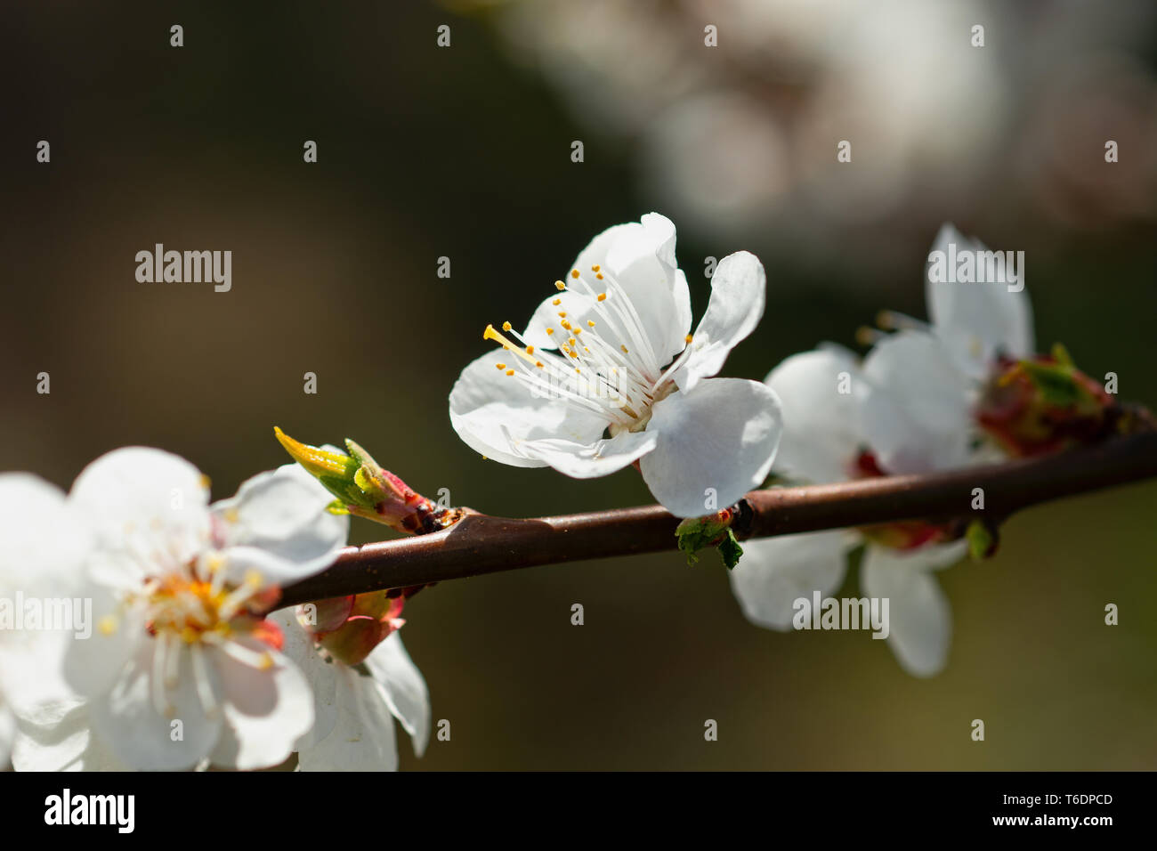 Japanese apricot flowers. Prunus mume tree in full bloom. Sunlit ...
