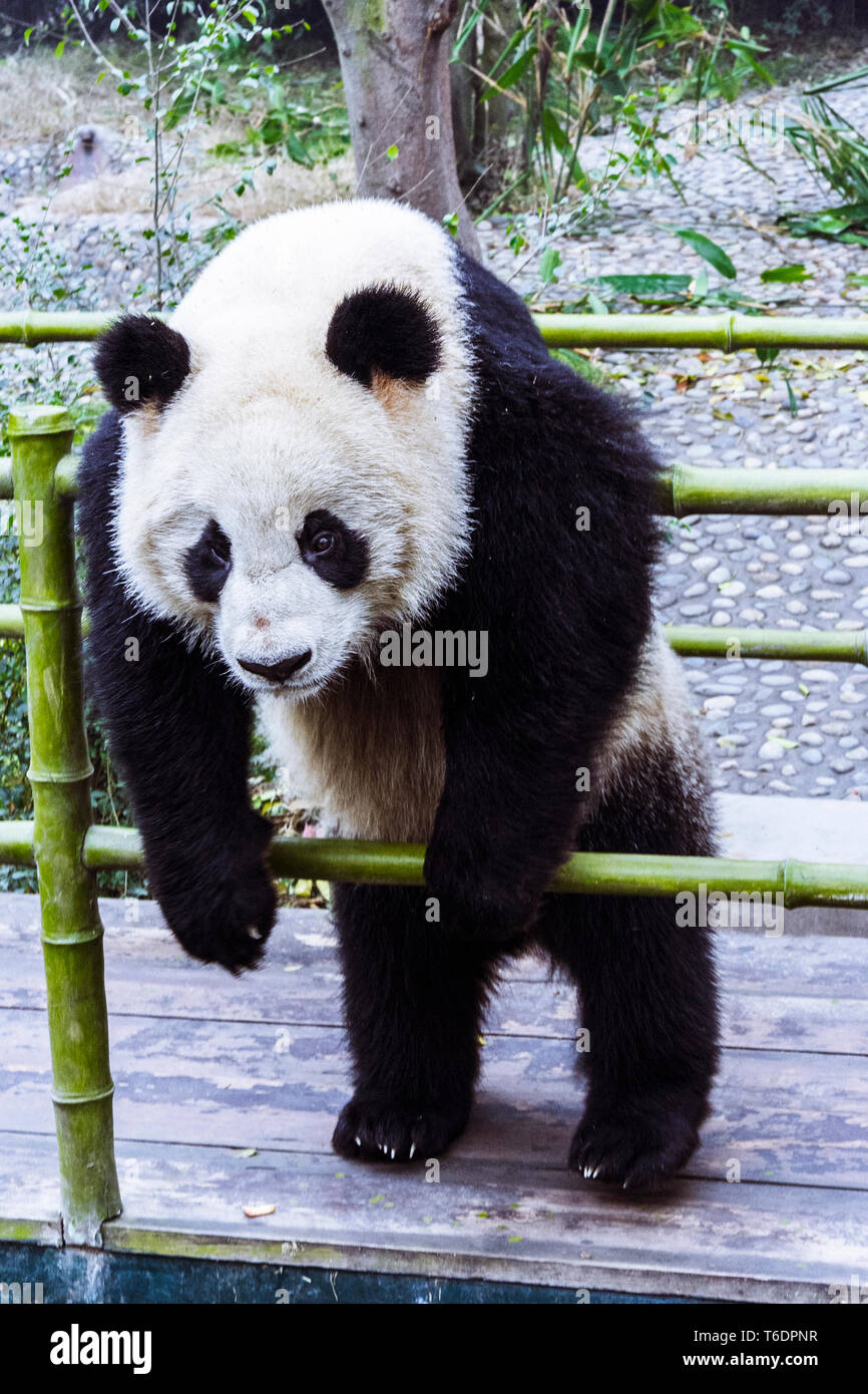 Chengdu, Sichuan province, China : Giant Panda bear at the Chengdu ...