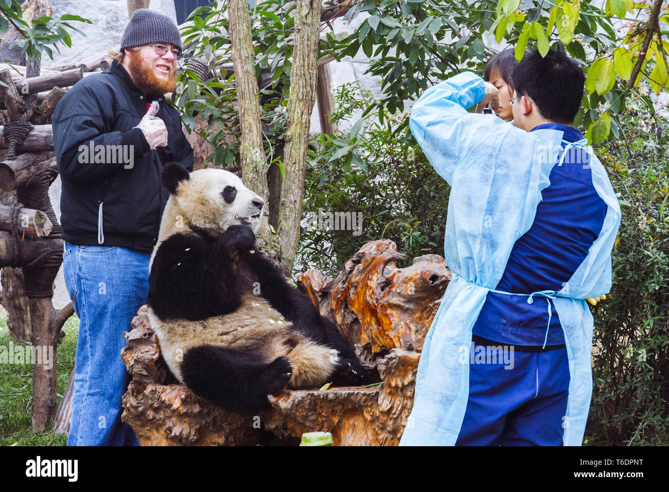 Chengdu, Sichuan province, China : A tourist has picture taken by a ...