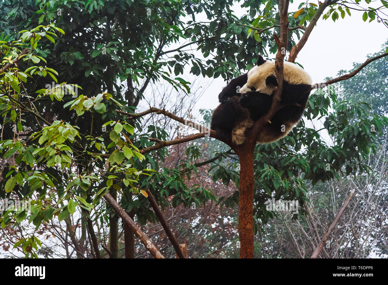 Chengdu, Sichuan province, China : A Giant Panda bear sleaps on top of ...
