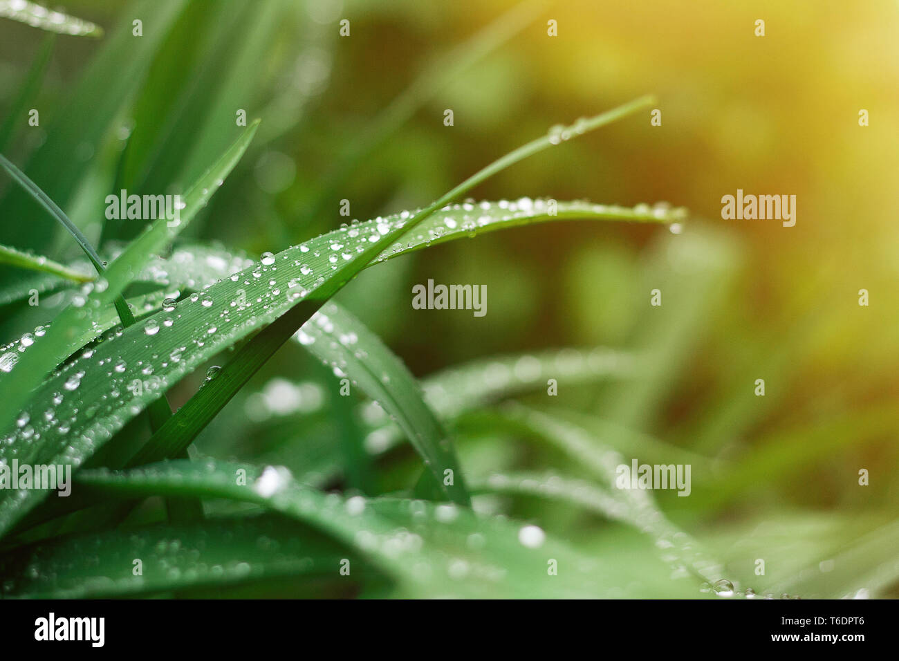 Vibrant nature scene with rain drops on green fresh grass in sun flare ...