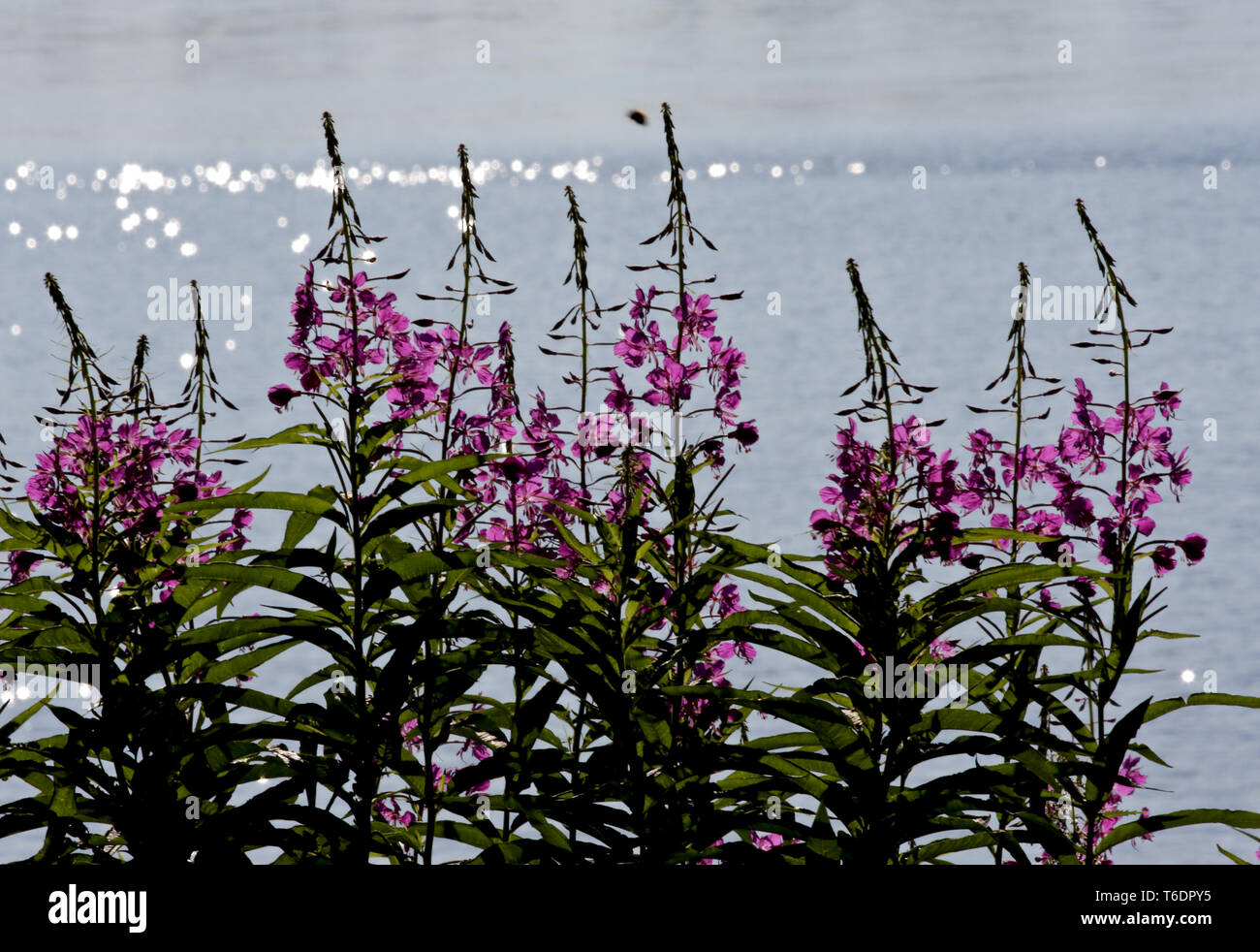 Rosebay willow herb flowers hi-res stock photography and images - Alamy